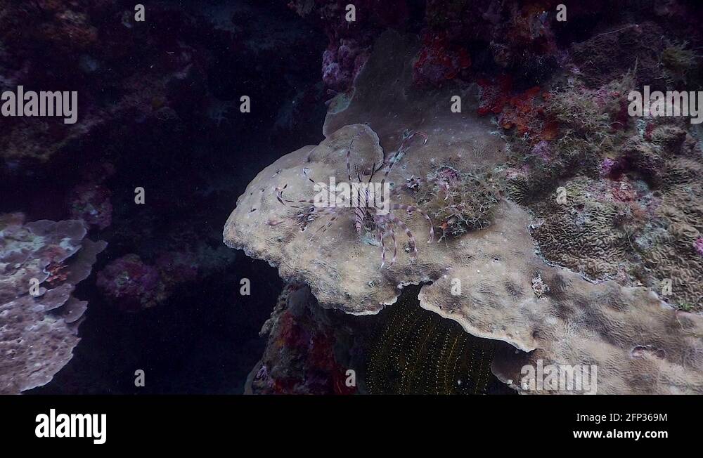 Lionfish at the Philippines Filmed with Sony AX700 1080 HD 100FPS Gates ...