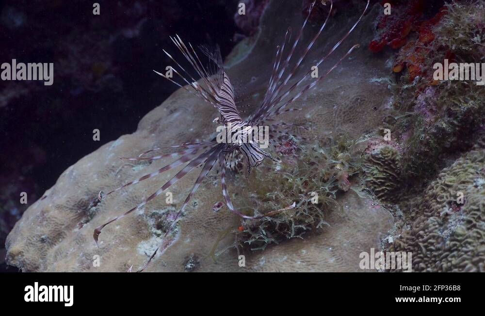 Lionfish at the Philippines Filmed with Sony AX700 1080 HD 100FPS Gates ...