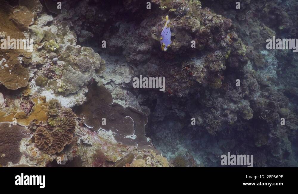 Seal face Stock Videos & Footage - HD and 4K Video Clips - Alamy