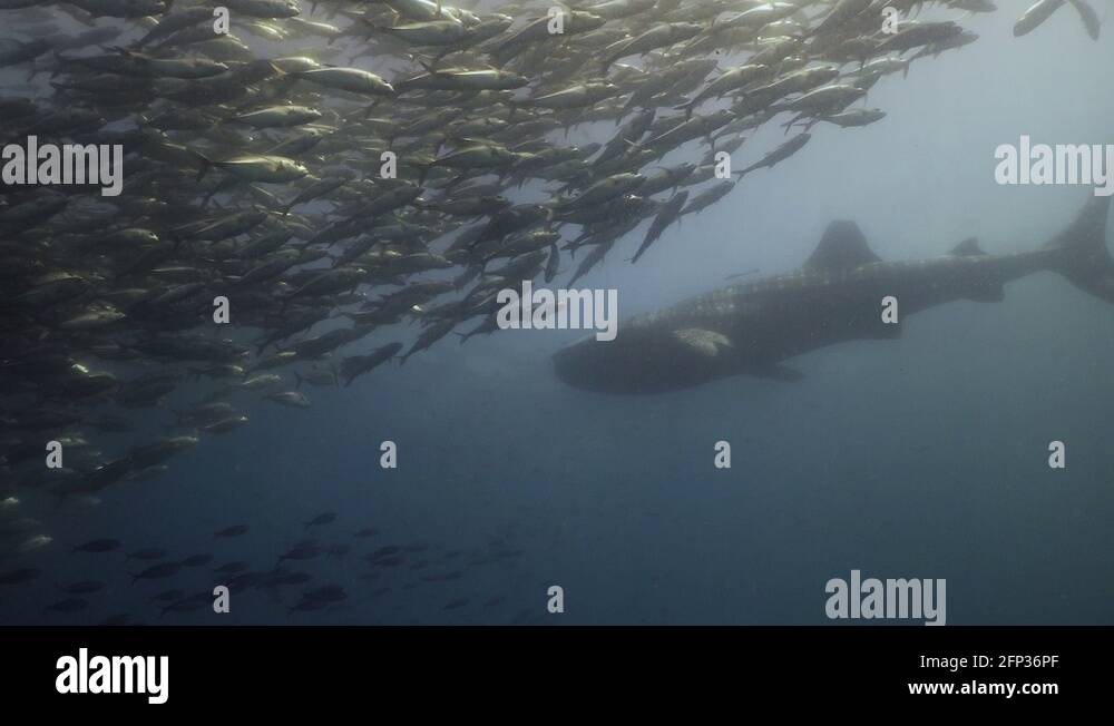 Whale shark protection Stock Videos & Footage - HD and 4K Video Clips ...