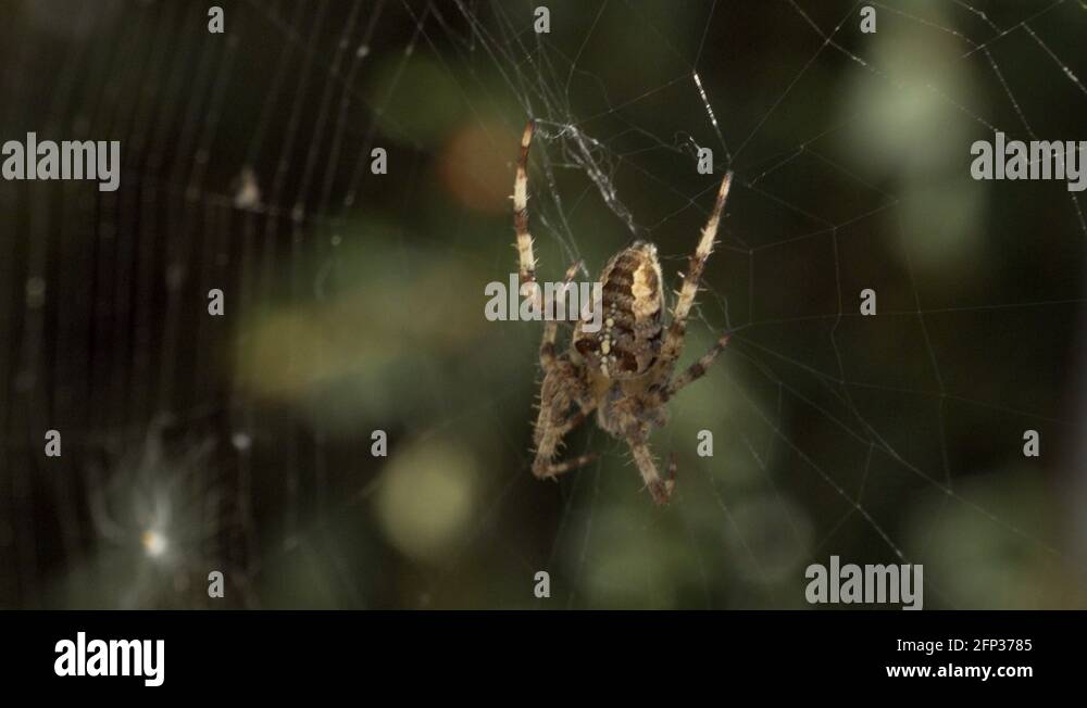 Spider and web with negative space Stock Videos & Footage - HD and 4K ...