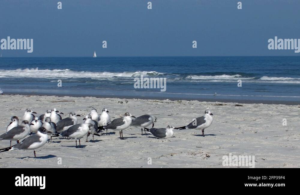 Atlantic ocean birds Stock Videos & Footage - HD and 4K Video Clips - Alamy