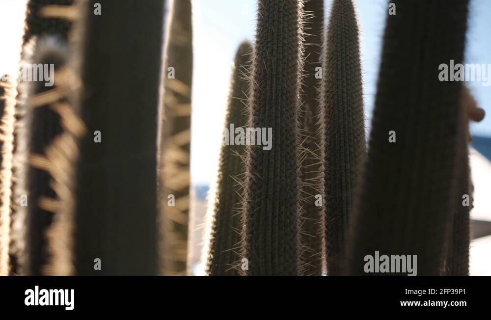 Cactus fruit art Stock Videos & Footage - HD and 4K Video Clips - Alamy