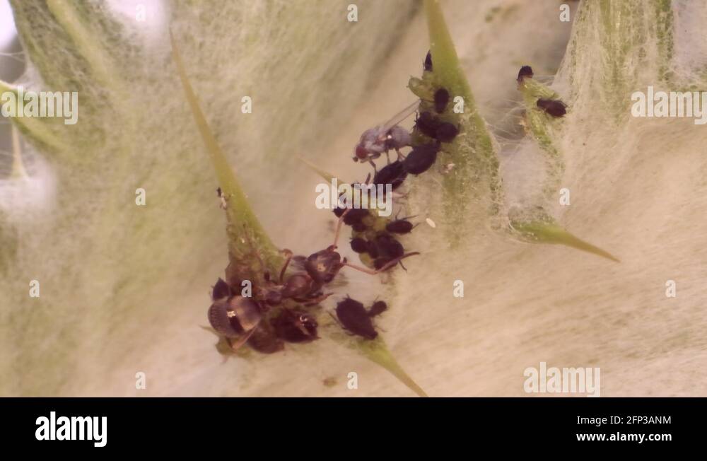 Red barbed ant chases away the fly and milking aphids on sheet of spear ...