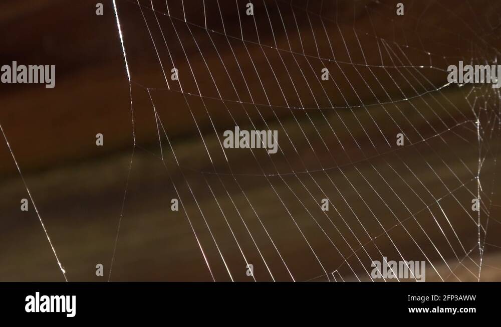 Spider web ceiling Stock Videos & Footage - HD and 4K Video Clips - Alamy