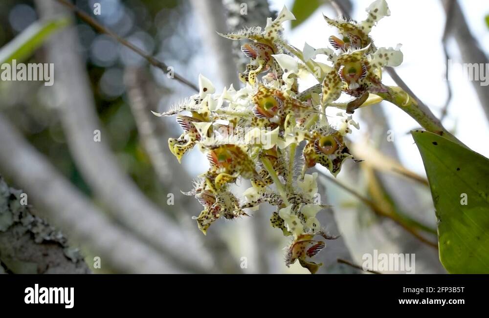 Wild papua new guinea Stock Videos & Footage - HD and 4K Video Clips ...