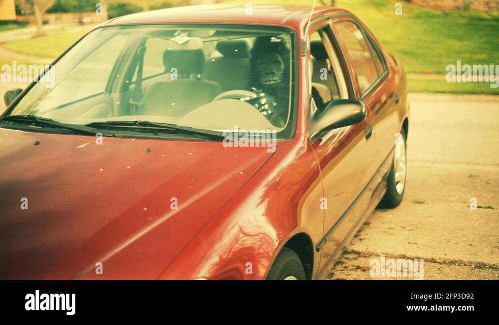 Driving monkey Stock Videos & Footage - HD and 4K Video Clips - Alamy