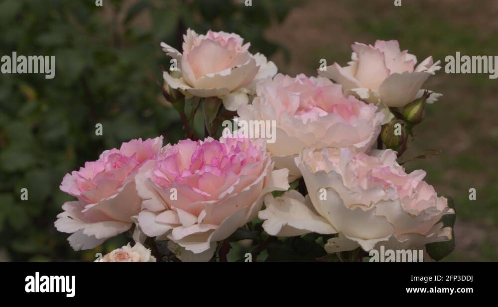 Rose with pink edges Stock Videos & Footage - HD and 4K Video Clips - Alamy