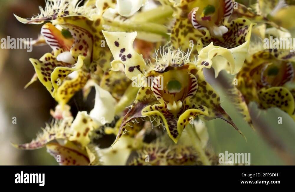 Dendrobium orchid tropical Stock Videos & Footage - HD and 4K Video ...