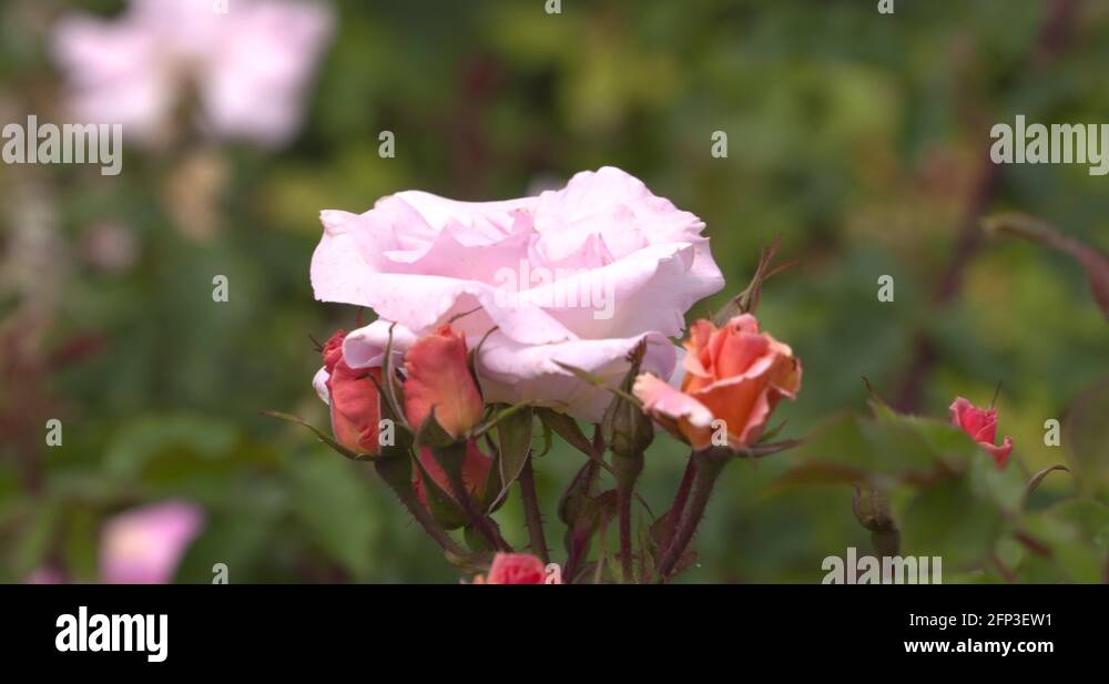 Light pink floribunda rose Stock Videos & Footage - HD and 4K Video ...