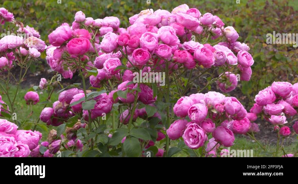 Rose pompon Stock Videos & Footage - HD and 4K Video Clips - Alamy