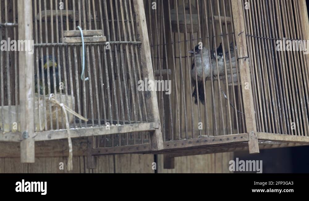 Bamboo cages bird Stock Videos & Footage - HD and 4K Video Clips - Alamy