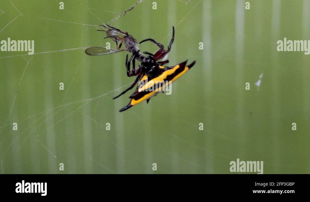 Insect in web Stock Videos & Footage - HD and 4K Video Clips - Alamy