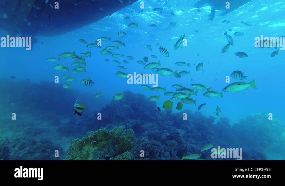 Bottom fish stands Stock Videos & Footage - HD and 4K Video Clips - Alamy