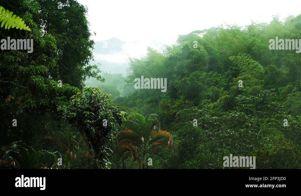 High Humidity In Rain forest in rainy day. Epic Nature timelapse ...