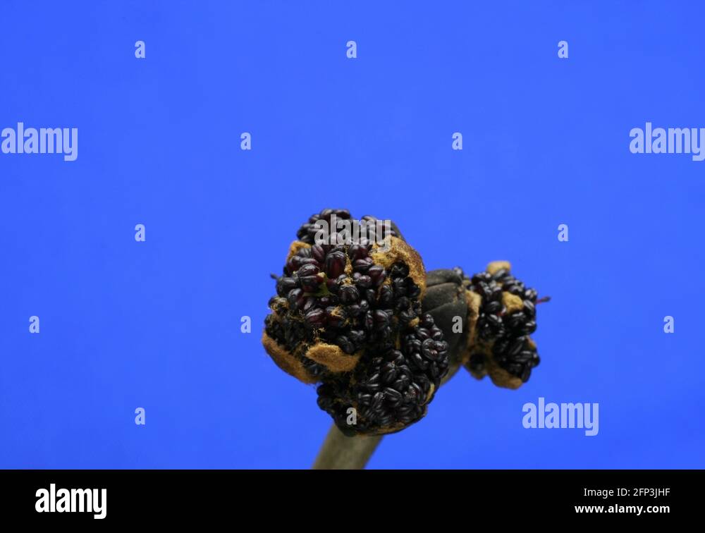 Common ash fraxinus excelsior Stock Videos & Footage - HD and 4K Video ...