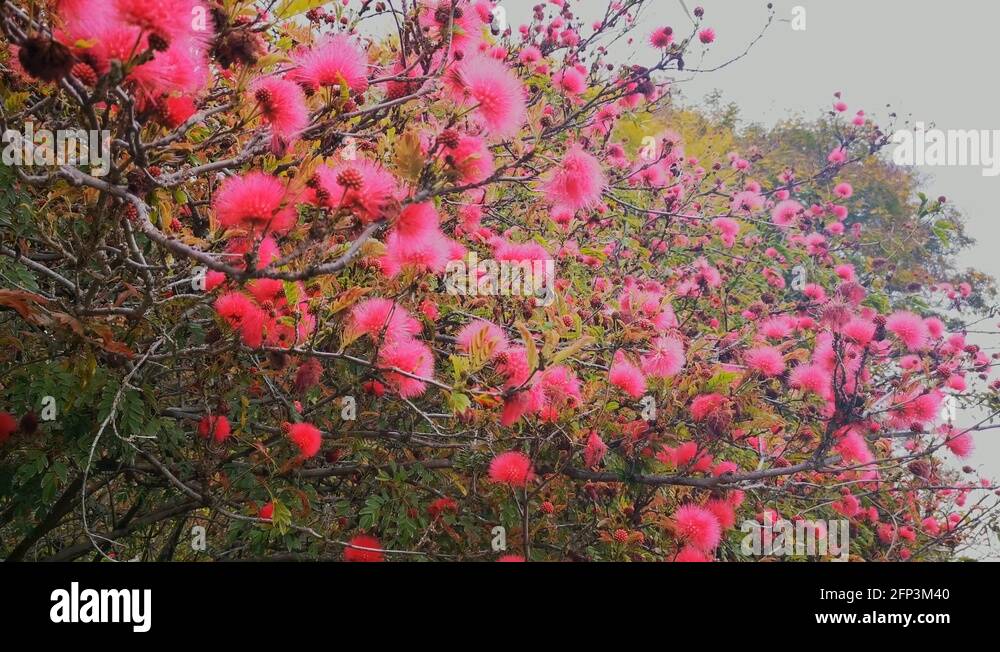 Persian silk tree albizia julibrissin Stock Videos & Footage - HD and ...