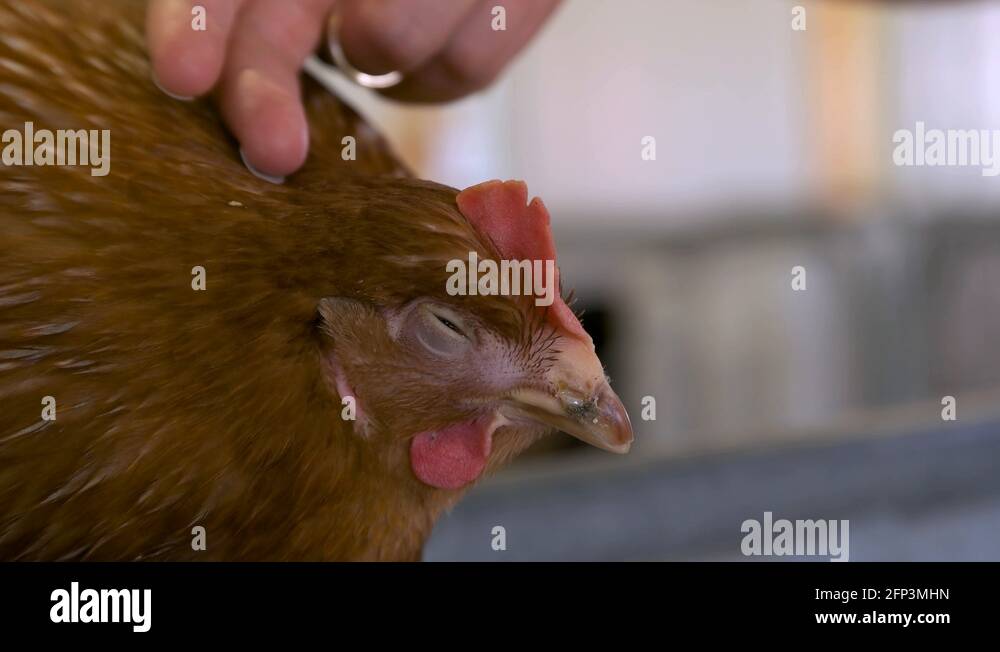 Hen Closing Eyes And Falling Asleep While Being Pet By Hand Stock Video ...