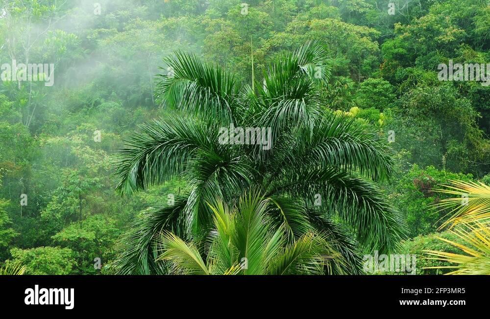 Palm tree in high humidity In Rain forest in rainy day. Fog over trees ...