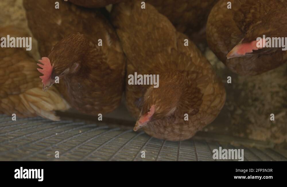 Cage caged chickens Stock Videos & Footage - HD and 4K Video Clips - Alamy