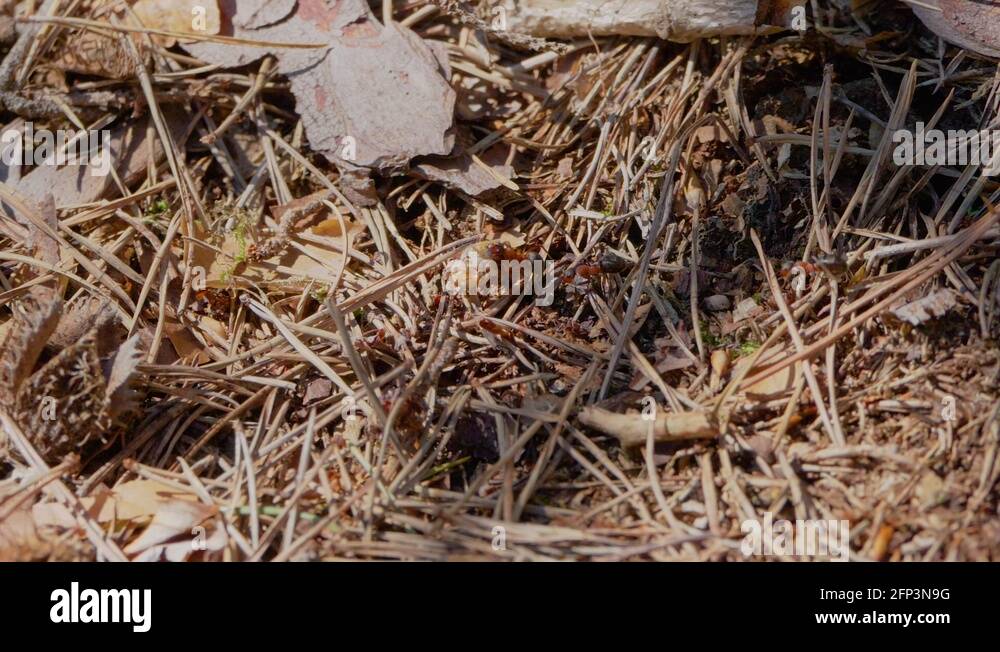 Furry ant Stock Videos & Footage - HD and 4K Video Clips - Alamy