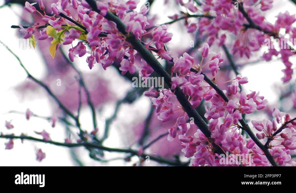 Blossoming redbud tree Stock Videos & Footage - HD and 4K Video Clips ...