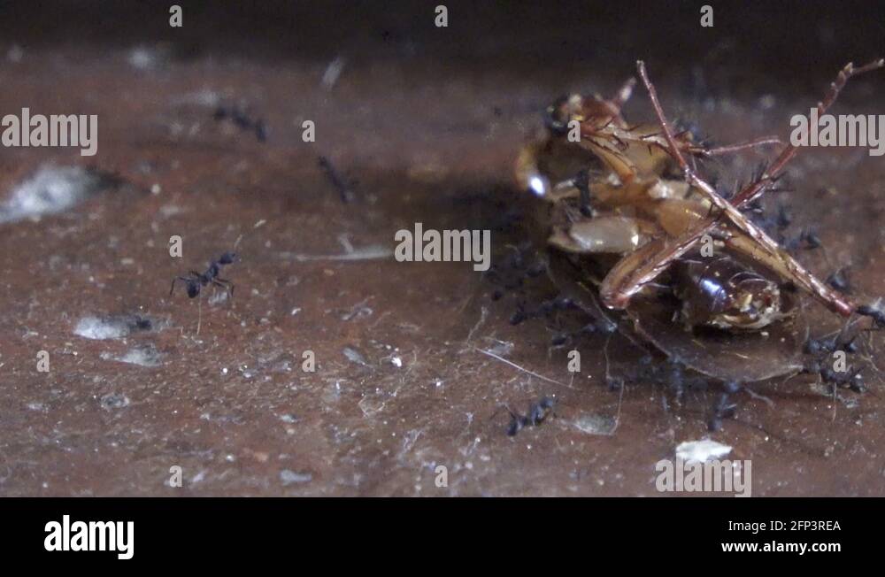 Black ants work together toe dead cockroach along their ant trail to ...