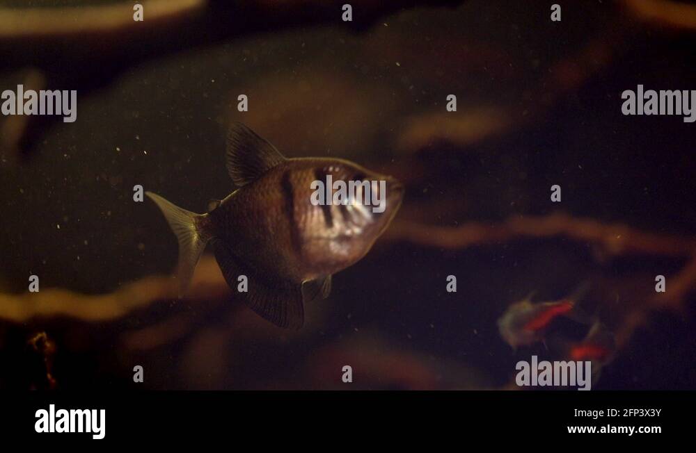 Close up footage of a black tetra / black widow tetra in an aquarium ...