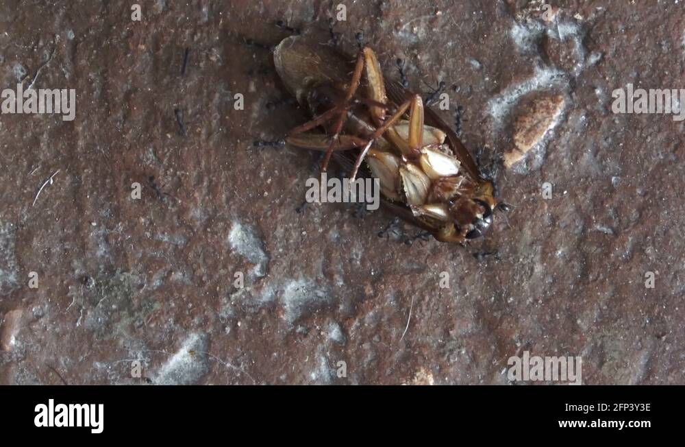 Black ants work together toe dead cockroach along their ant trail to ...