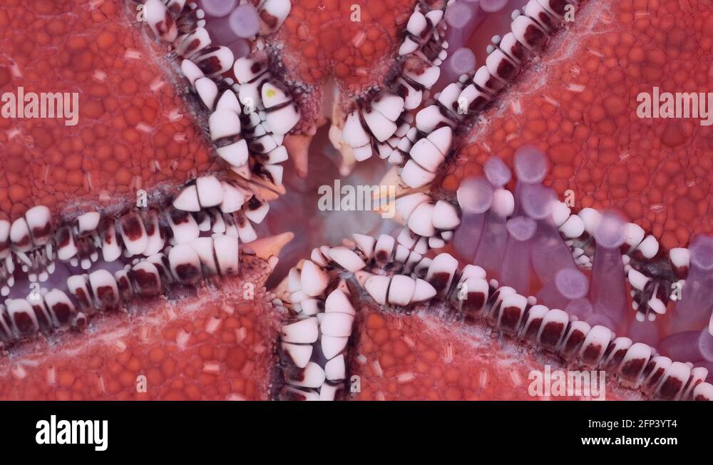 Locomotion system Stock Videos & Footage - HD and 4K Video Clips - Alamy