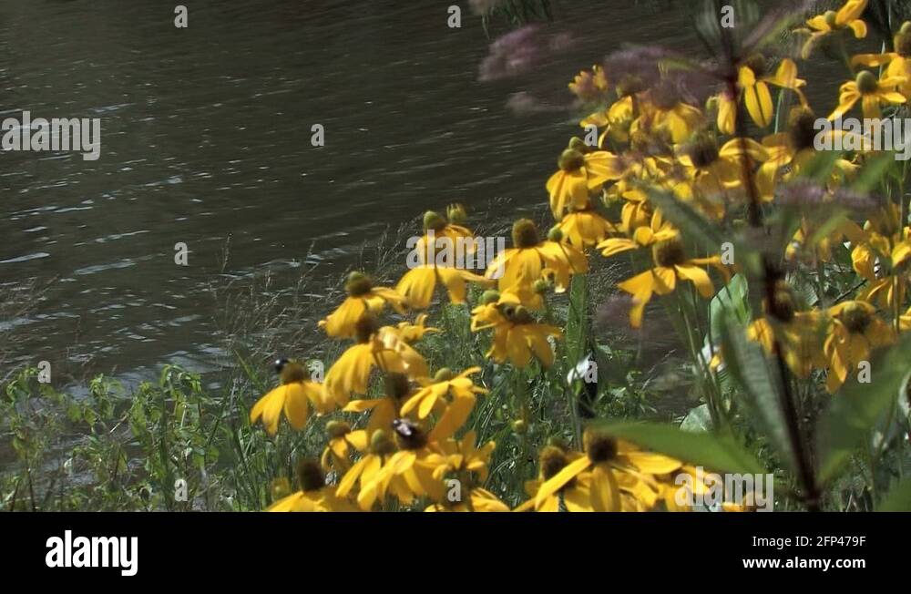 Bank of spring flowers Stock Videos & Footage - HD and 4K Video Clips ...