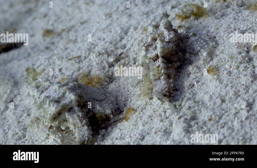 Filmed with Sony AX700 100FPS 1080 HD Gates Underwater Housing Stock ...