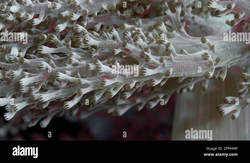 Capnella sp Stock Videos & Footage - HD and 4K Video Clips - Alamy