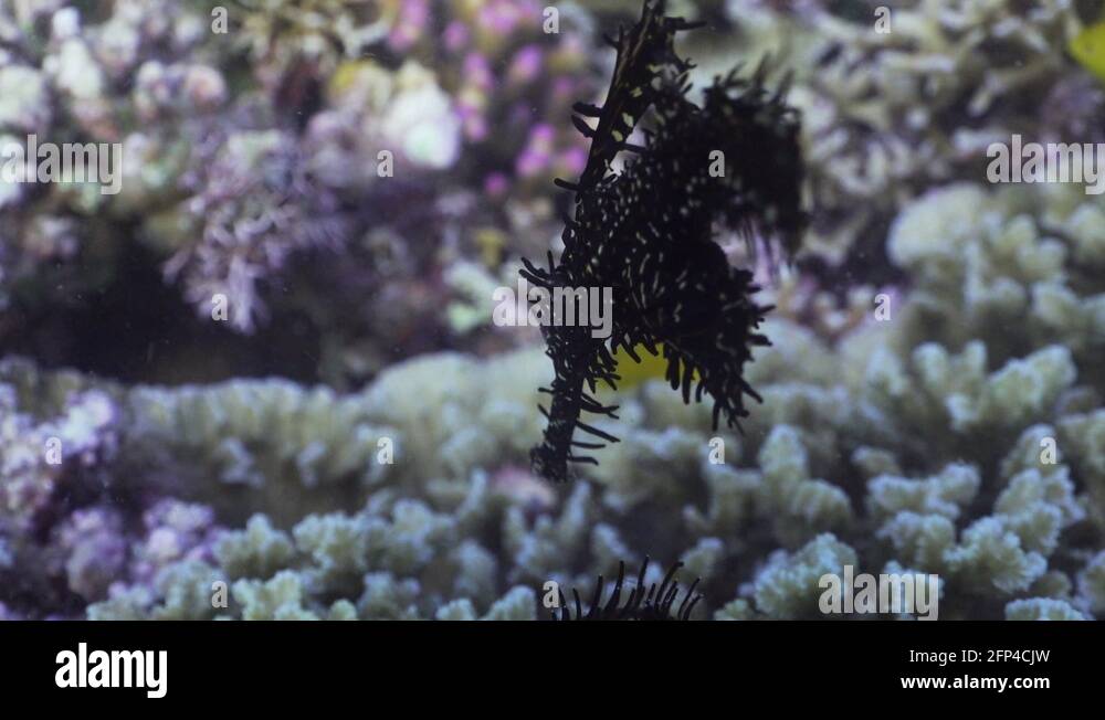 Filmed with Sony AX700 1080 HD 100FPS Gates Underwater Housing Stock ...