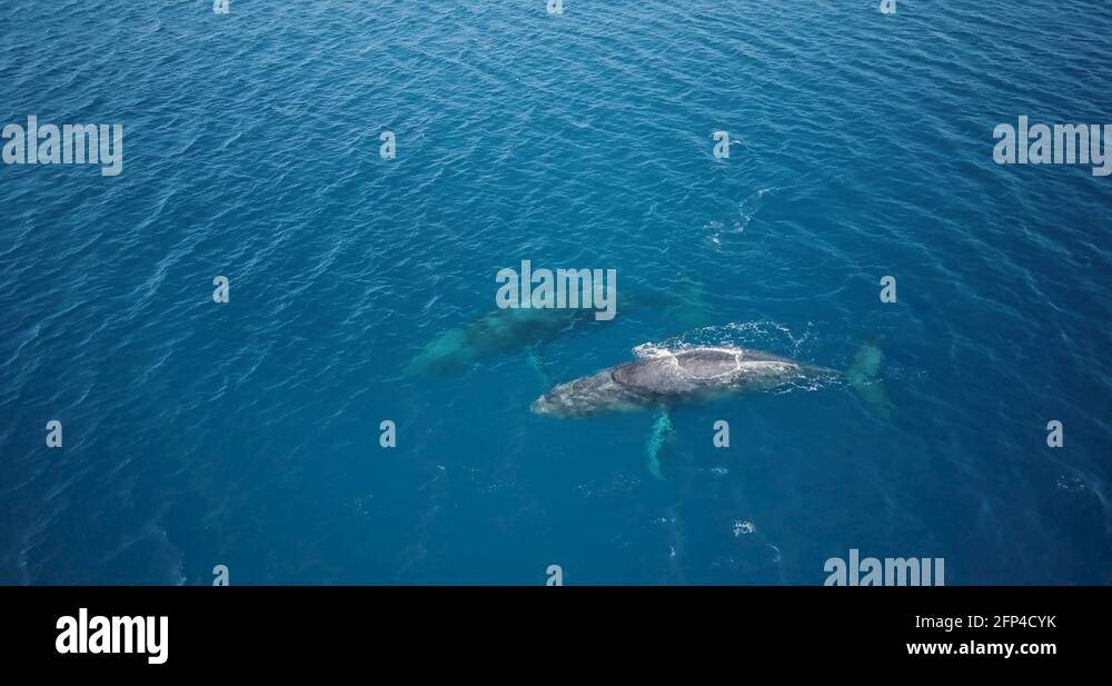 Humpback whales swimming together Stock Videos & Footage - HD and 4K ...