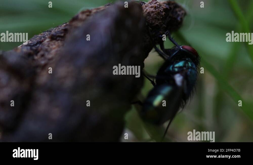 Cat feces Stock Videos & Footage - HD and 4K Video Clips - Alamy