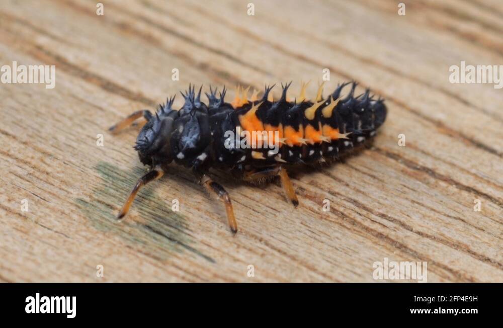 Ladybird larva aphid Stock Videos & Footage - HD and 4K Video Clips - Alamy