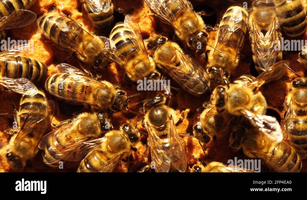 Brood frame with queen cell Stock Videos & Footage - HD and 4K Video ...