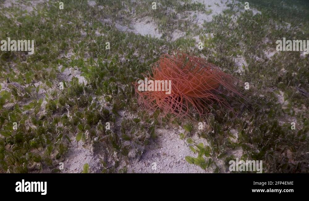 Filmed with Sony AX700 1080 HD 100 FPS Gates Underwater Housing Stock ...