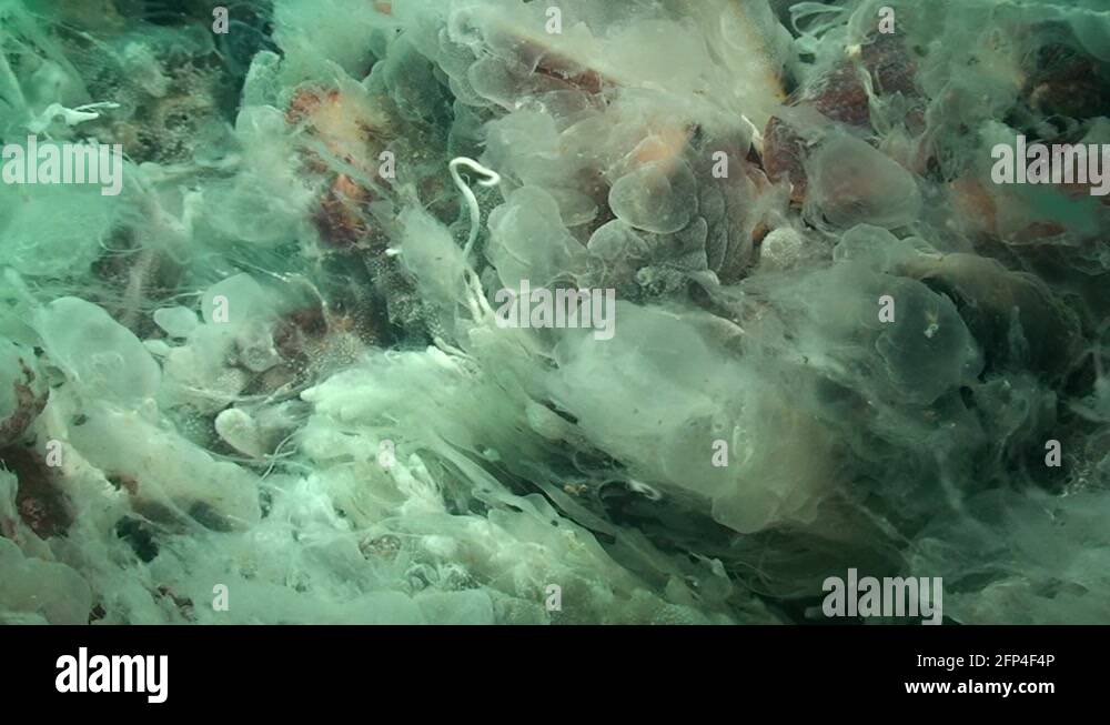 Sea eutrophication: fullness of Sea fungi on the seabed Stock Video ...
