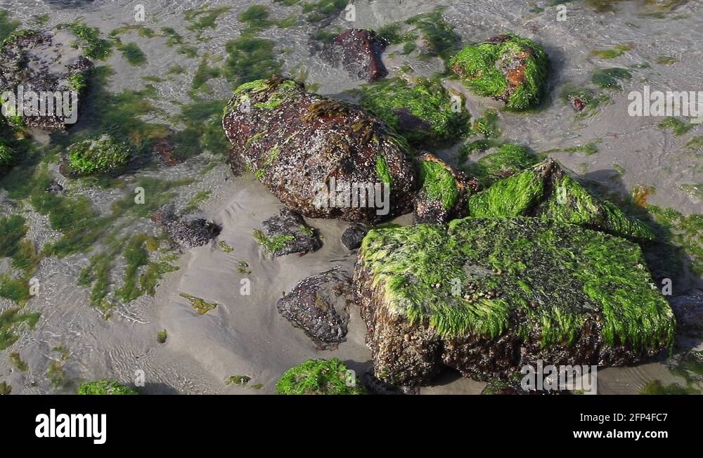 Slime algae Stock Videos & Footage - HD and 4K Video Clips - Alamy