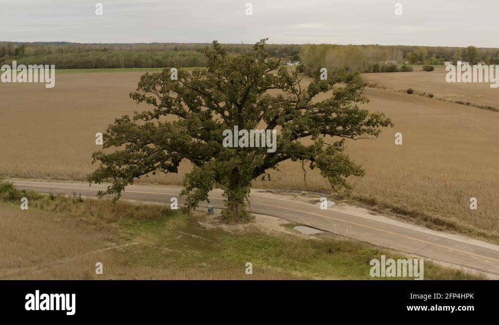 Lone single one oak tree Stock Videos & Footage - HD and 4K Video Clips ...