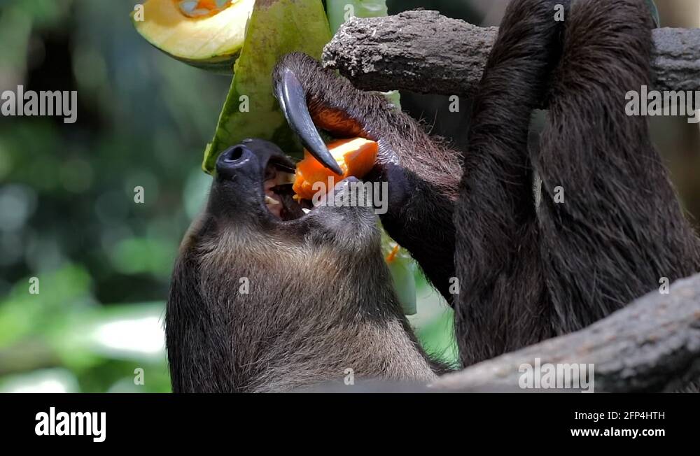 Toe toed sloth Stock Videos & Footage - HD and 4K Video Clips - Alamy