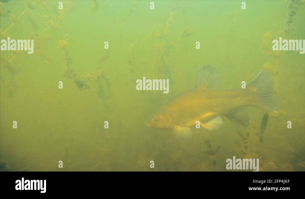 Trench fish (Tinca tinca) swims in the murky pond Stock Video Footage ...