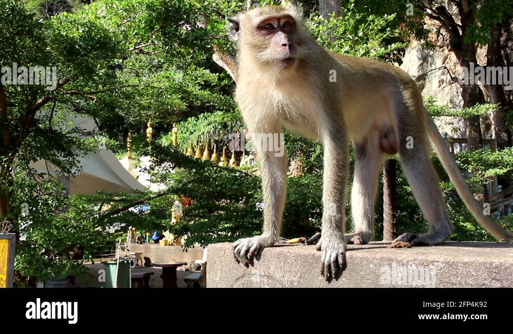 Adult male macaque Stock Videos & Footage - HD and 4K Video Clips - Alamy