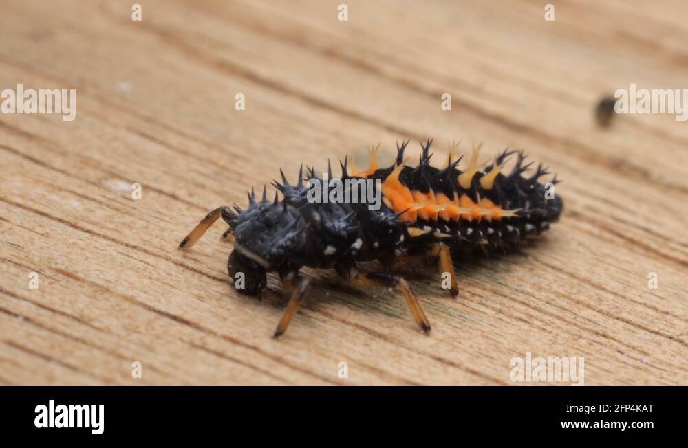 Ladybug pupa Stock Videos & Footage - HD and 4K Video Clips - Alamy