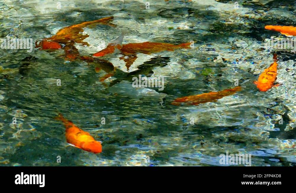 Coy carp Stock Videos & Footage - HD and 4K Video Clips - Alamy