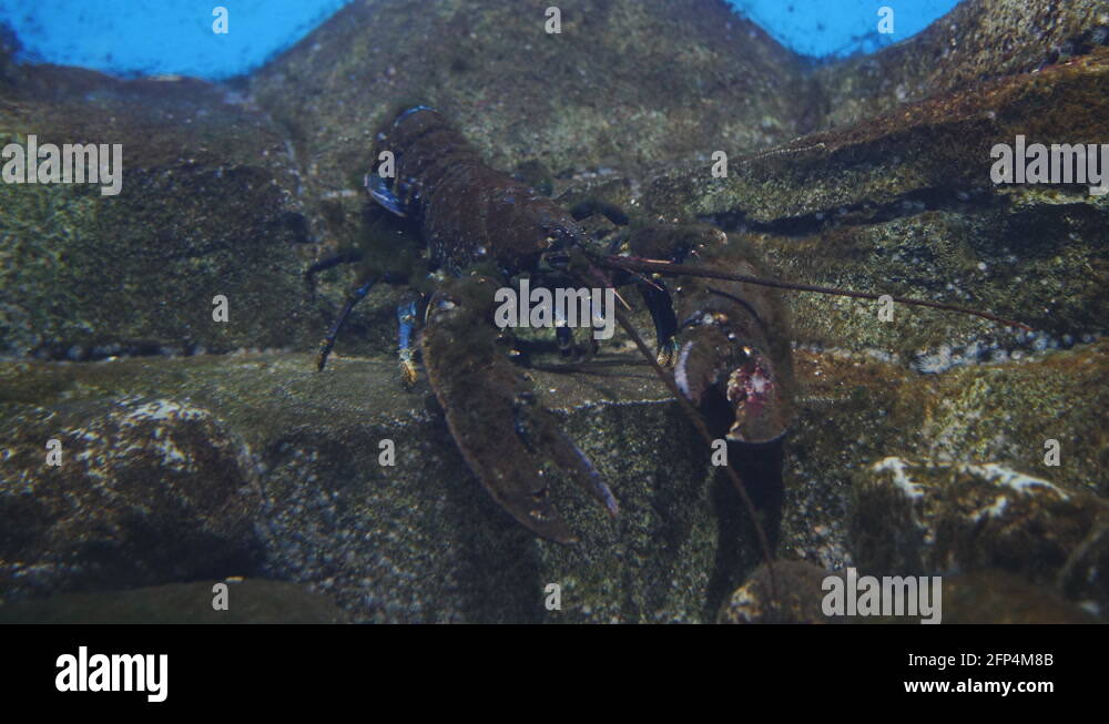 Giant crayfish Stock Videos & Footage - HD and 4K Video Clips - Alamy