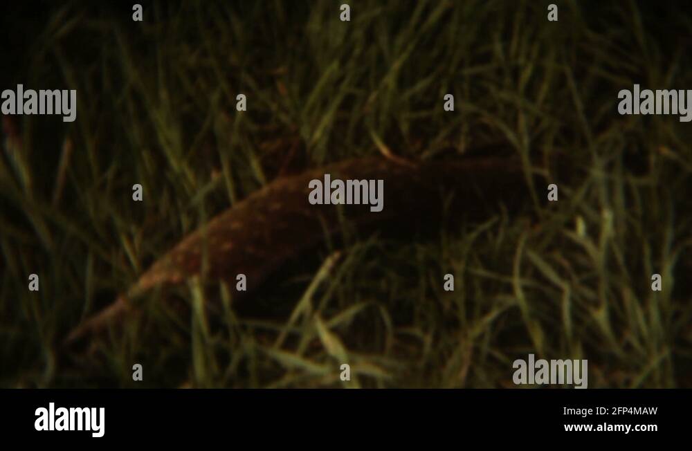 Dead or alive 80s Stock Videos & Footage - HD and 4K Video Clips - Alamy