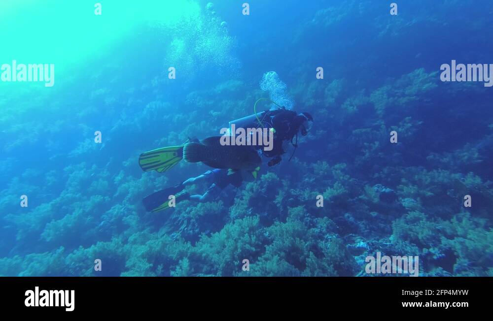 Two headed fish Stock Videos & Footage - HD and 4K Video Clips - Alamy